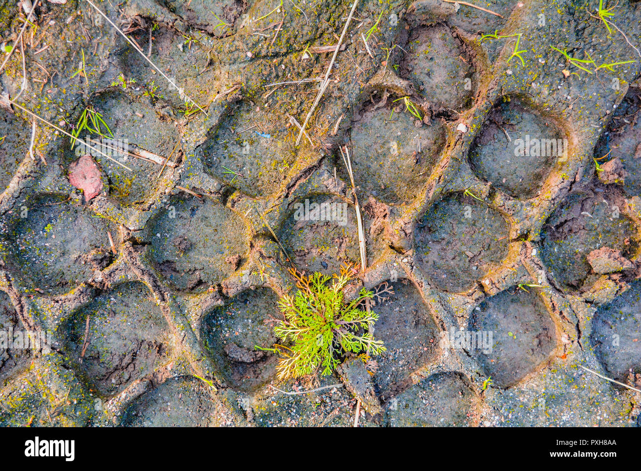 Traces from the tread of car on mud ground. Tire tread on dirt ground ...