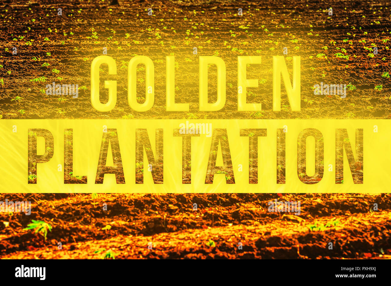 Golden Plantation. Illustrative of a plantation on background with the ...