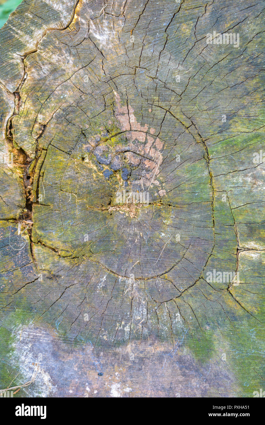 Cross section of old tree stump with cracks and annual age rings. Slice ...
