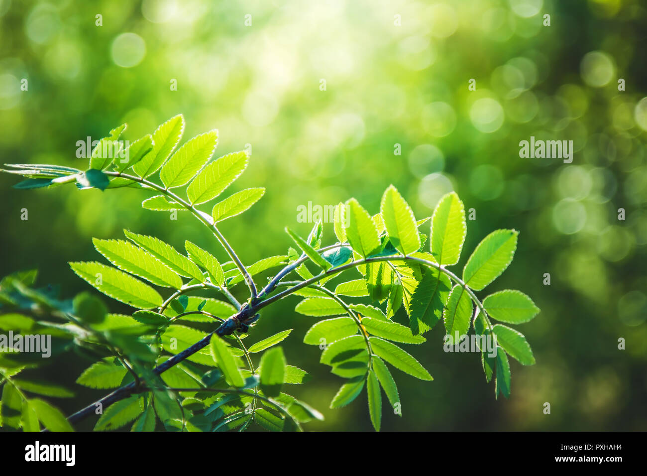 Green fresh leaves on plant in spring season. Nature leaf foliage ...