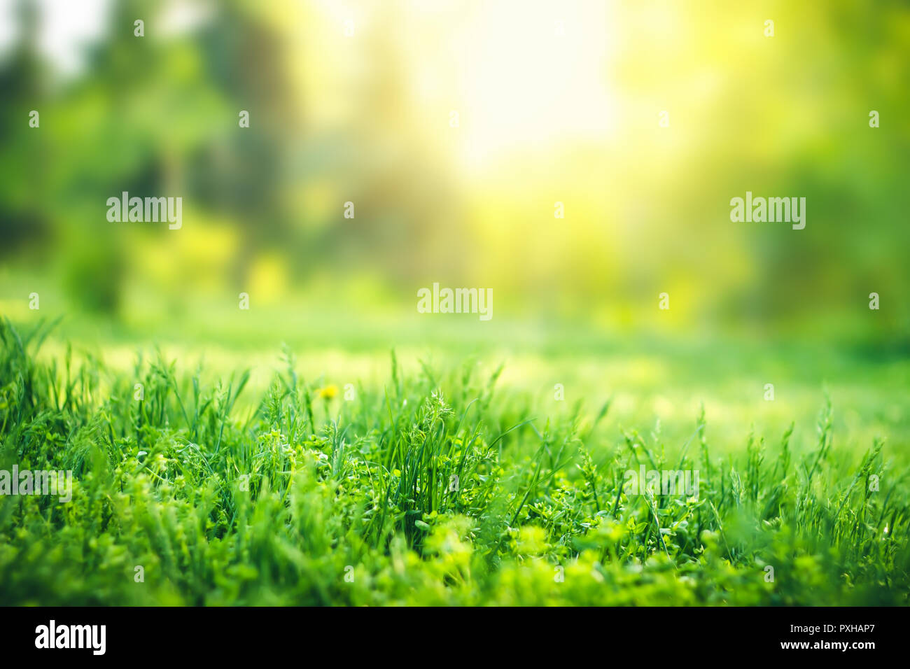 Green grass background with copy space. Summer nature landscape Stock ...