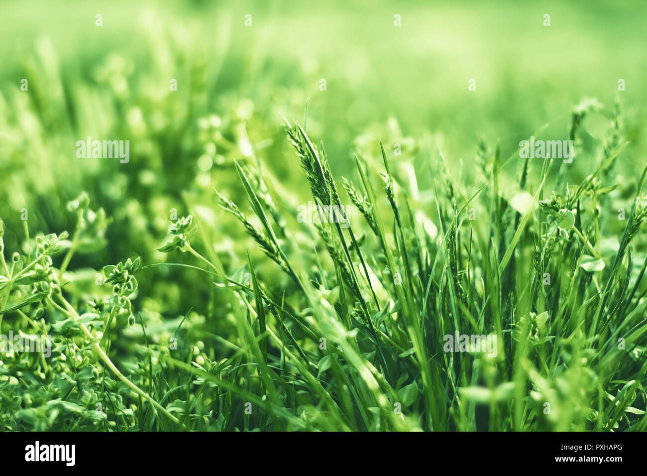 Green grass background with copy space. Nature sunlight Stock Photo - Alamy