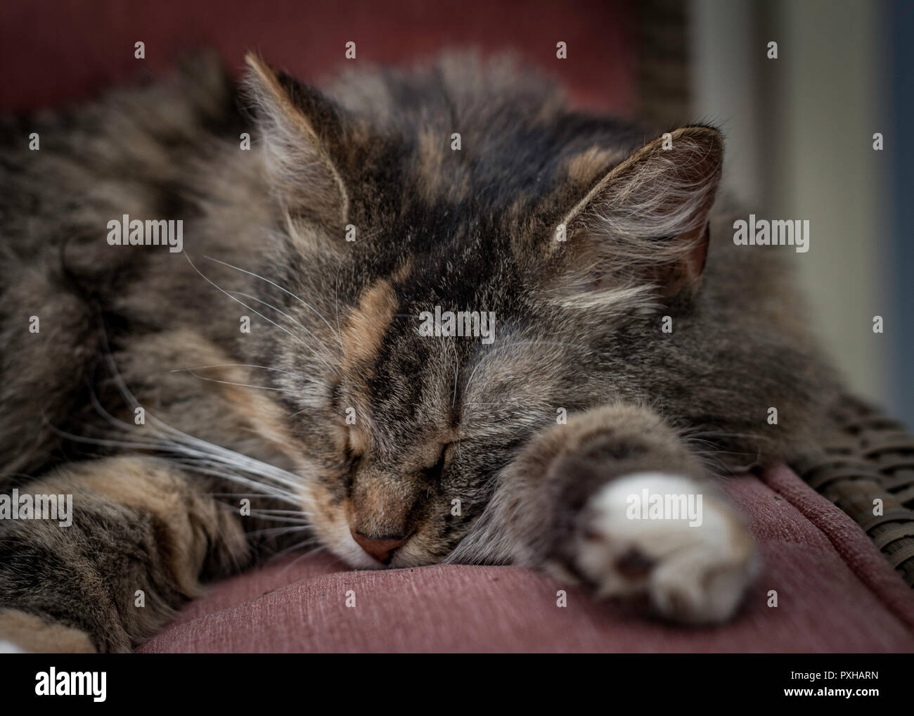 Cute barn tabby cat sleeping on a chair Stock Photo - Alamy