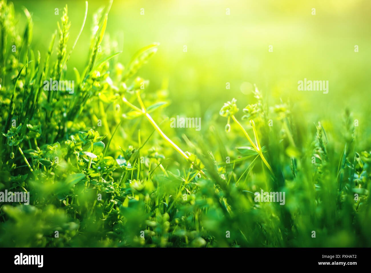 Green grass background with copy space. Nature sunlight Stock Photo - Alamy