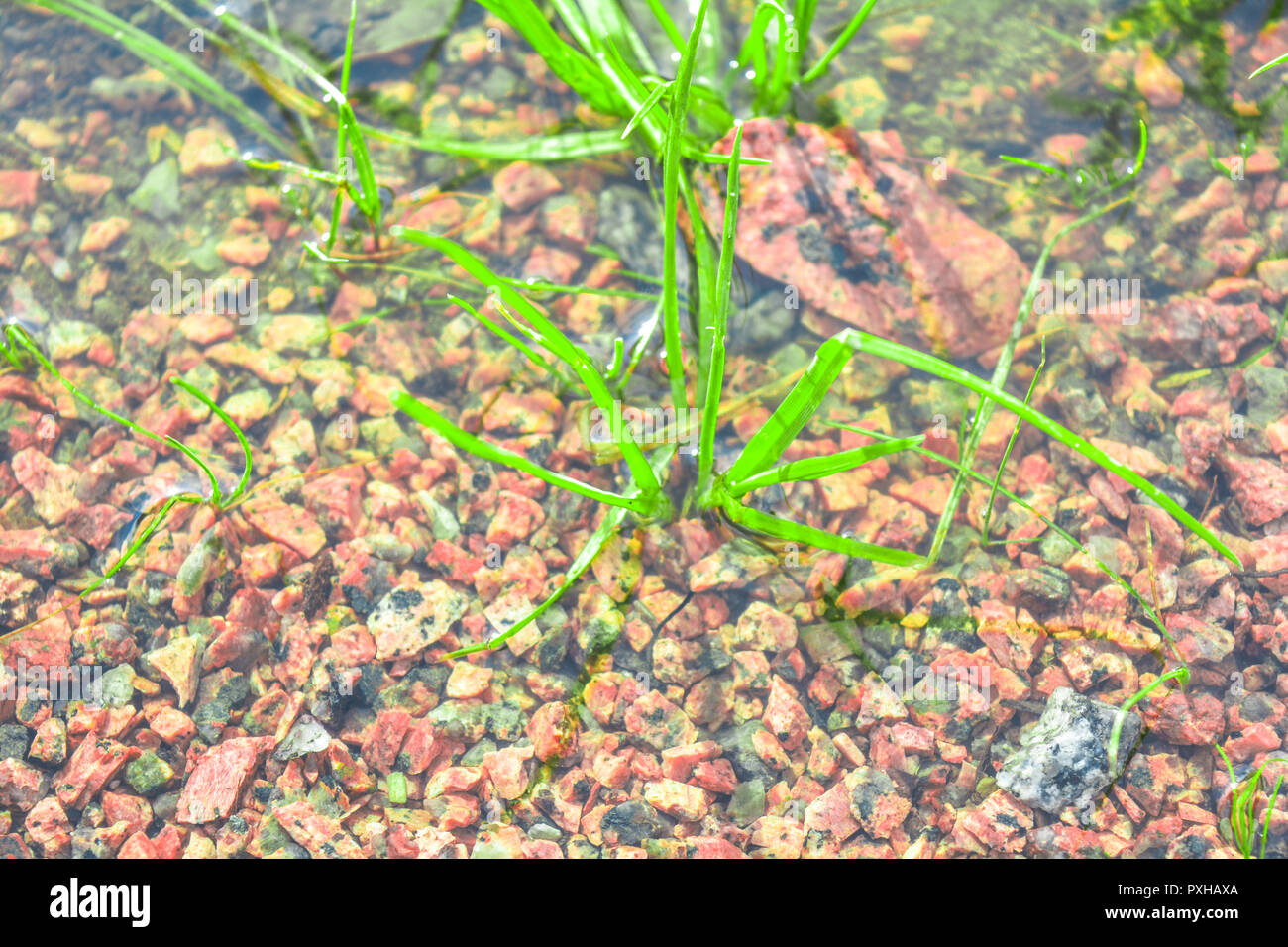 Brown texture of wet red granite Gravel. Sand and stones in water on ...