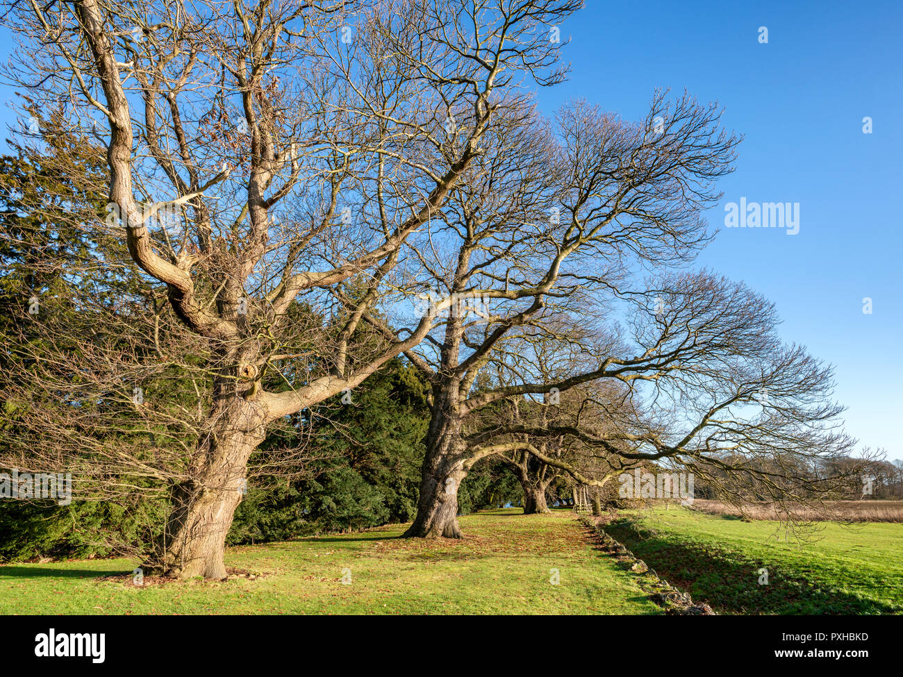 Trees at Castle Howard Stock Photo - Alamy