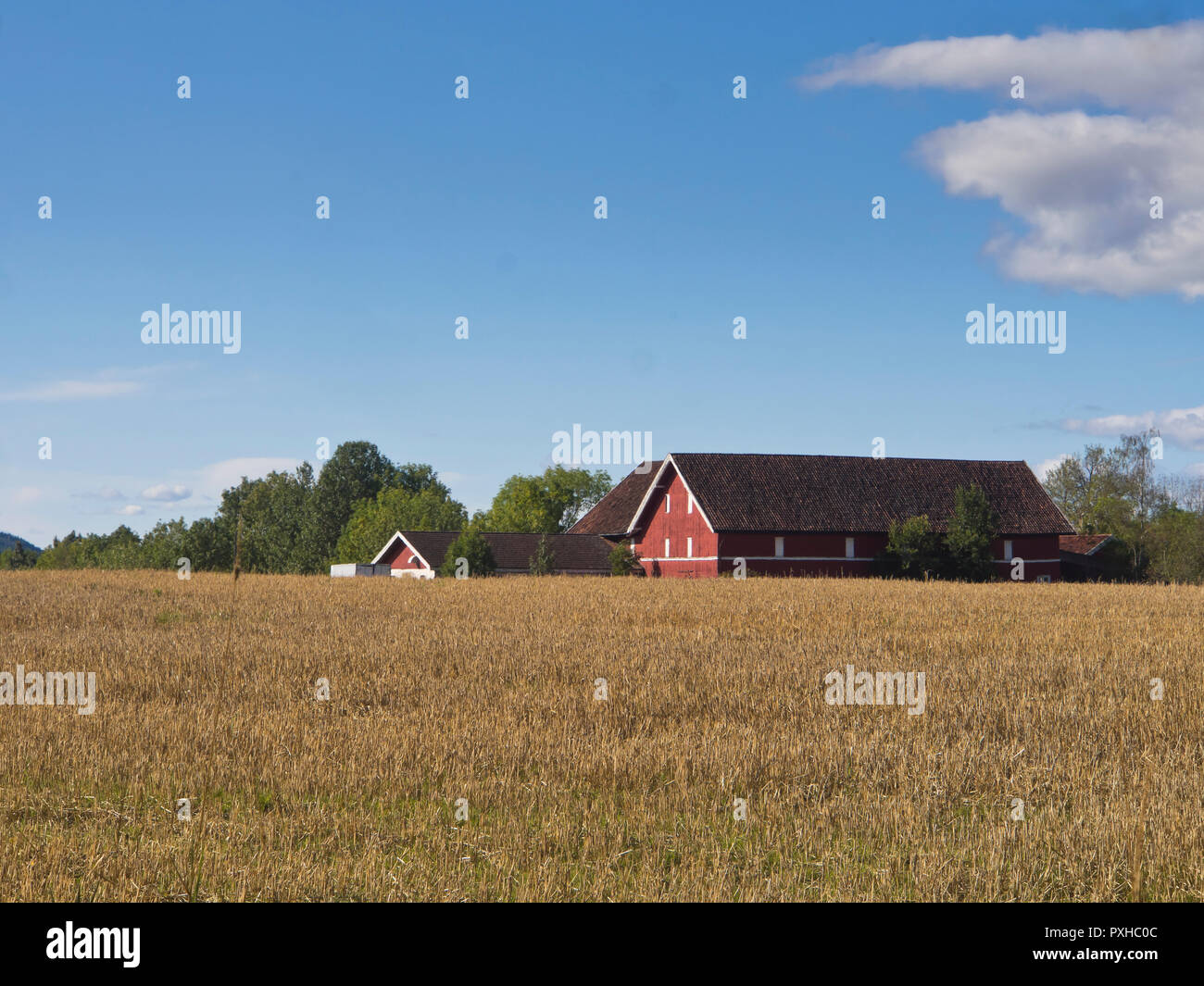 Red farm buildings across a field of grain, a typical sight in rural ...