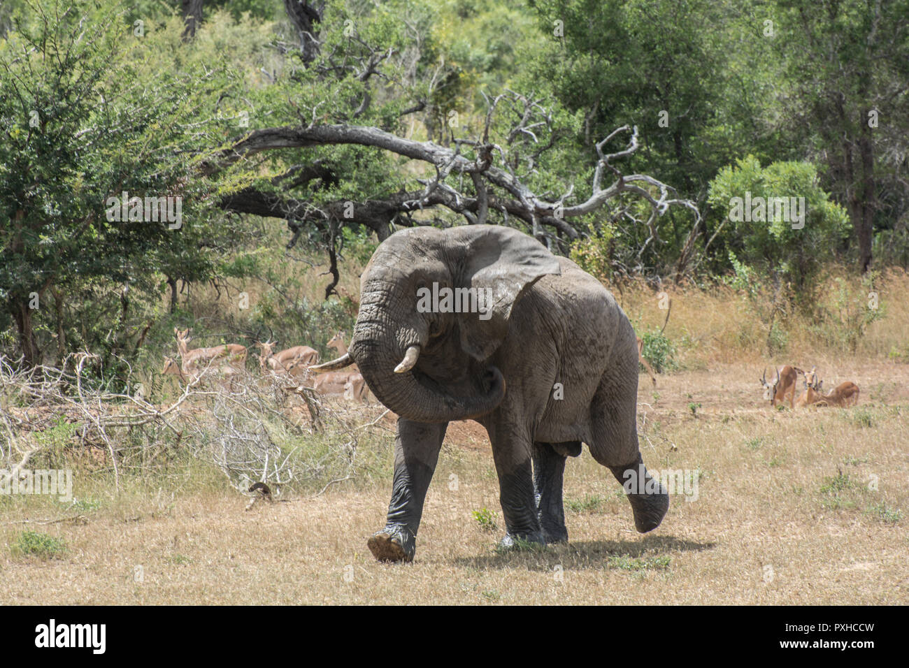 Charging bull elephant hi-res stock photography and images - Alamy