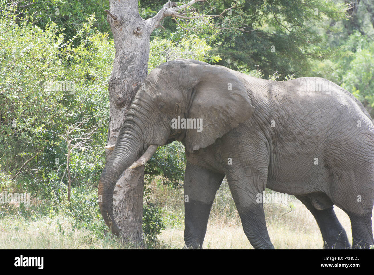 Elephant trunk tree hi-res stock photography and images - Alamy