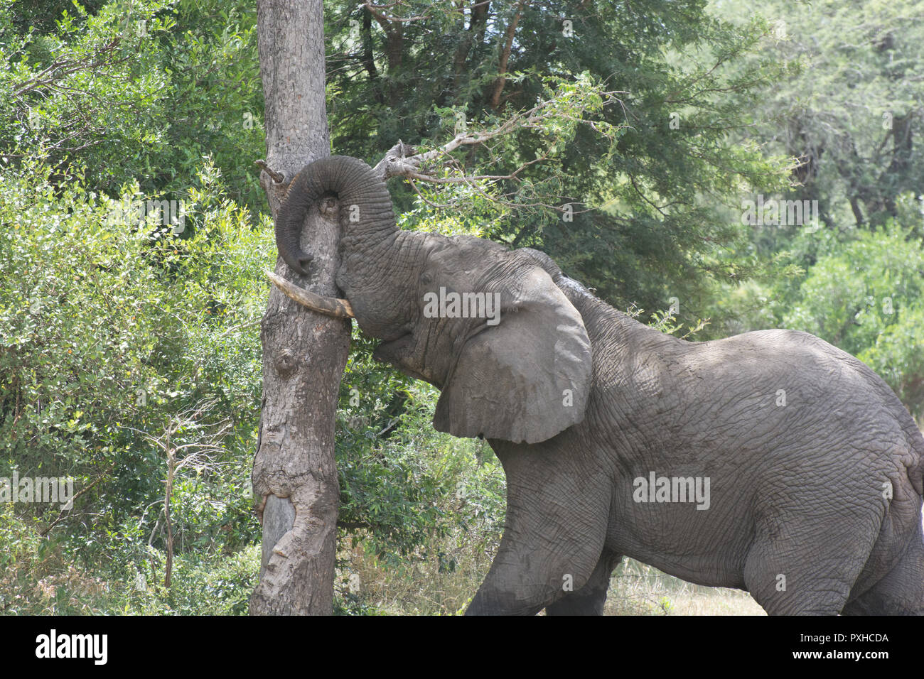 African elephant (Loxodonta africana) scratching against a tree in the ...