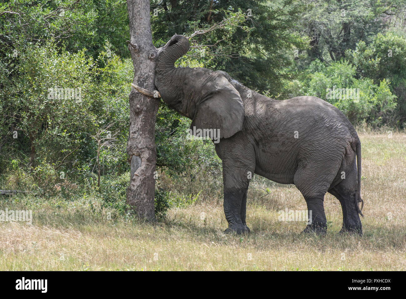 Elephant trunk tree hi-res stock photography and images - Alamy