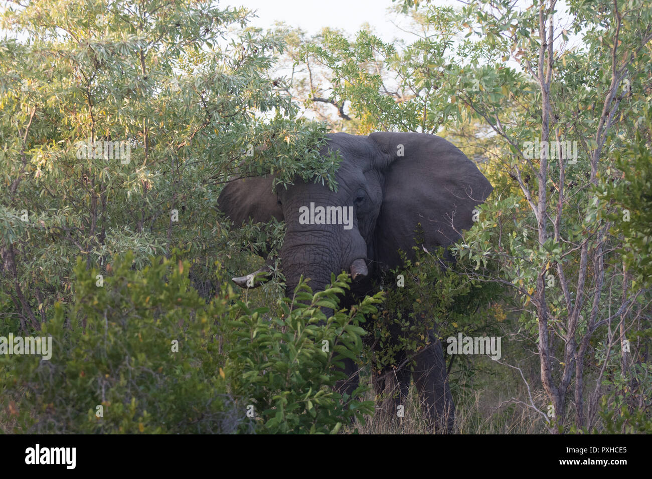Elephant pushing tree hi-res stock photography and images - Alamy