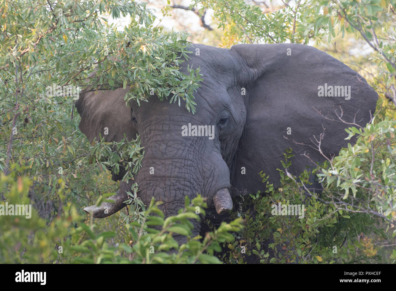 Elephant pushing tree hi-res stock photography and images - Alamy