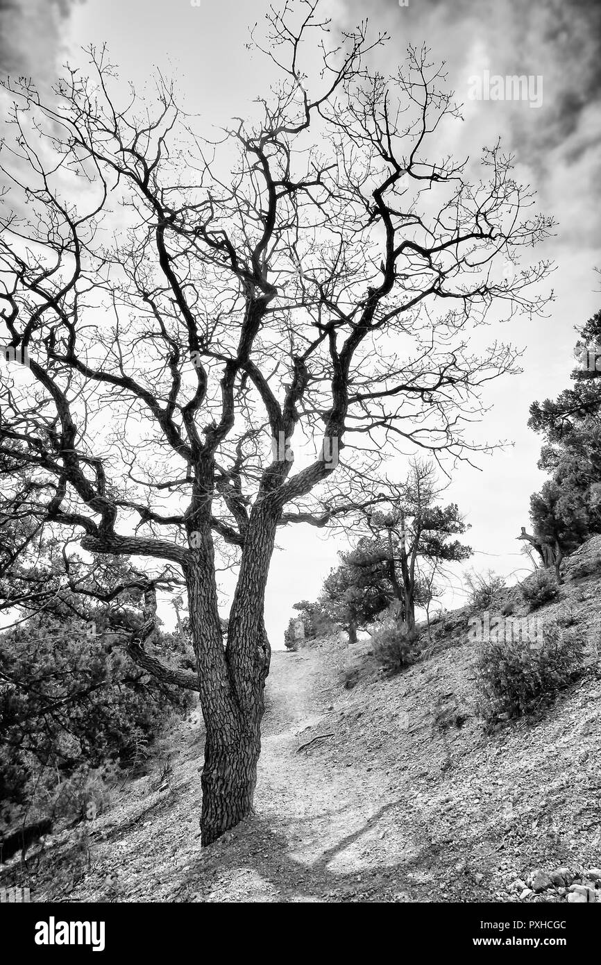 Old dry tree hi-res stock photography and images - Alamy