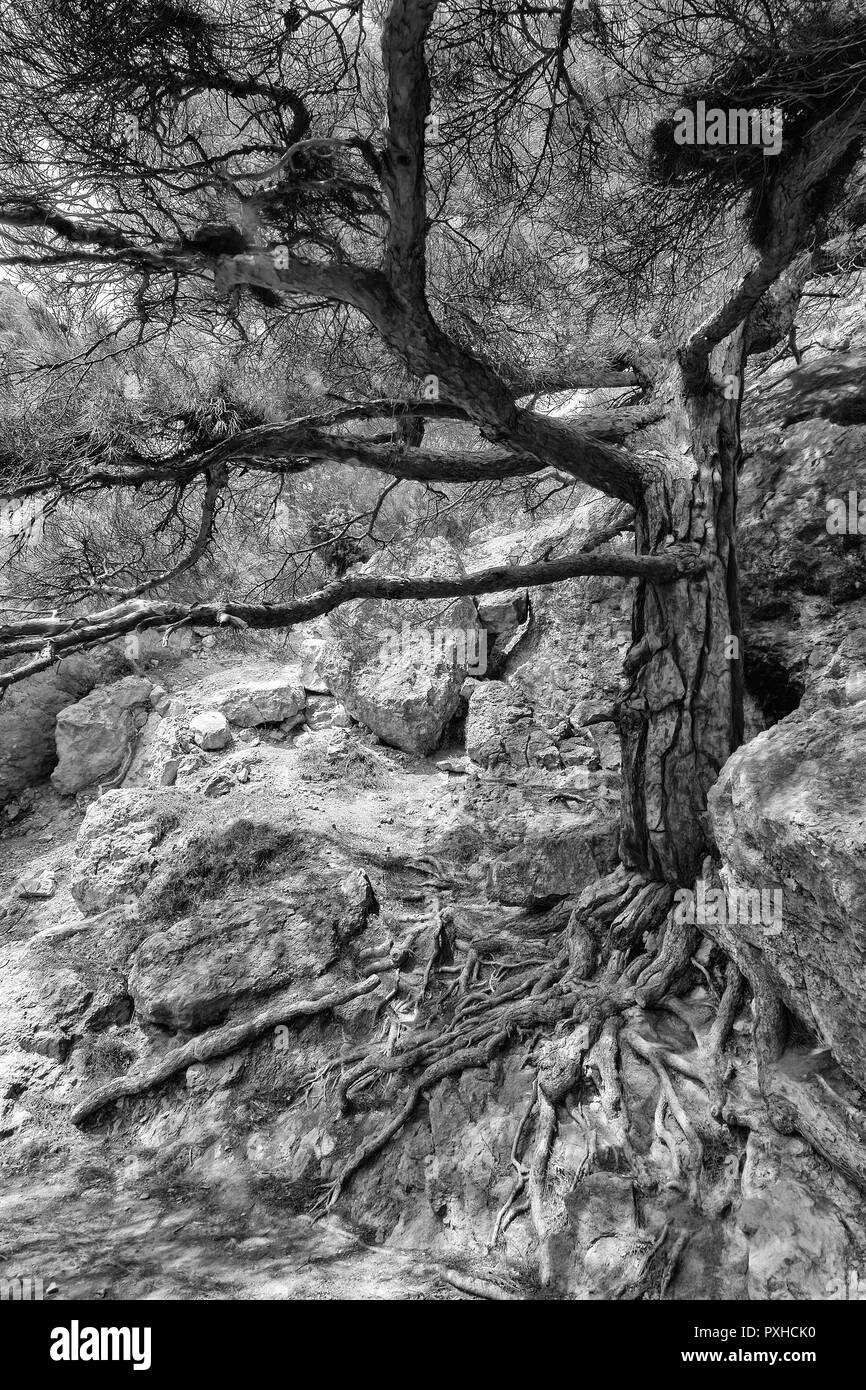 Plant roots texture Black and White Stock Photos & Images - Alamy