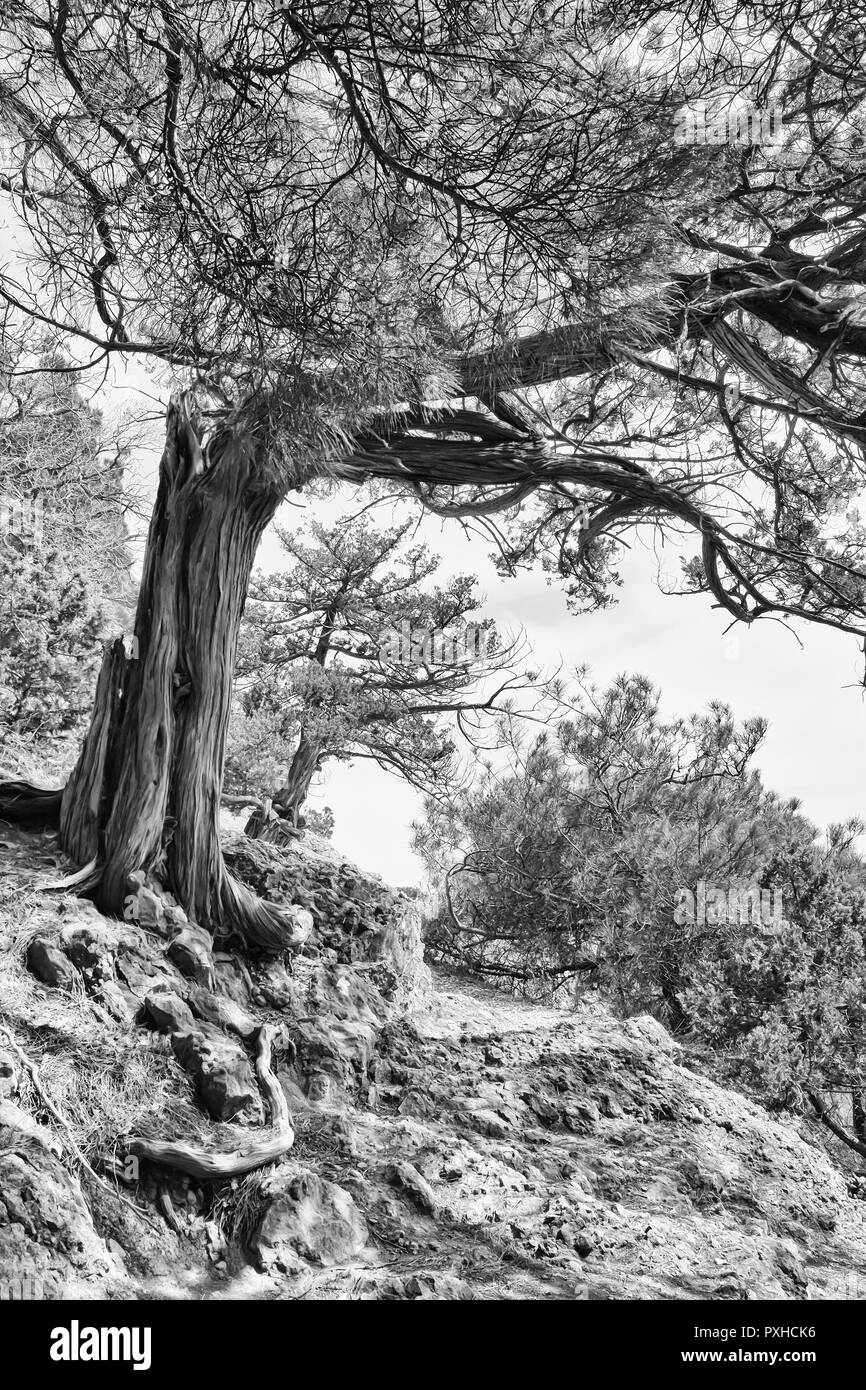 Plant roots texture Black and White Stock Photos & Images - Alamy