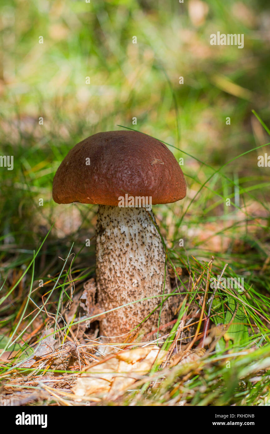 Orange cap hi-res stock photography and images - Alamy
