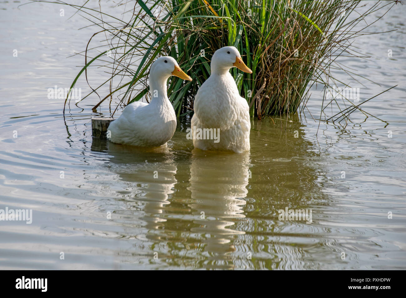 Something has caught the attention of two large white ducks in shallow ...