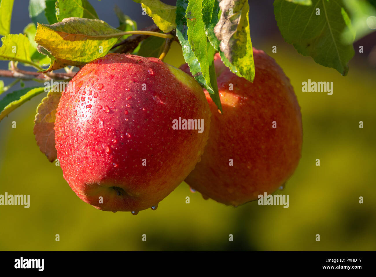 Harvesting apples in garden, autumn harvest season in fruit orchards ...