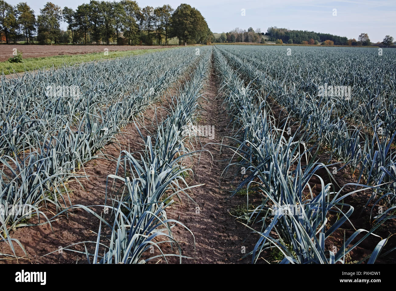 Field with growing leek onion plants, autums season on farms in ...