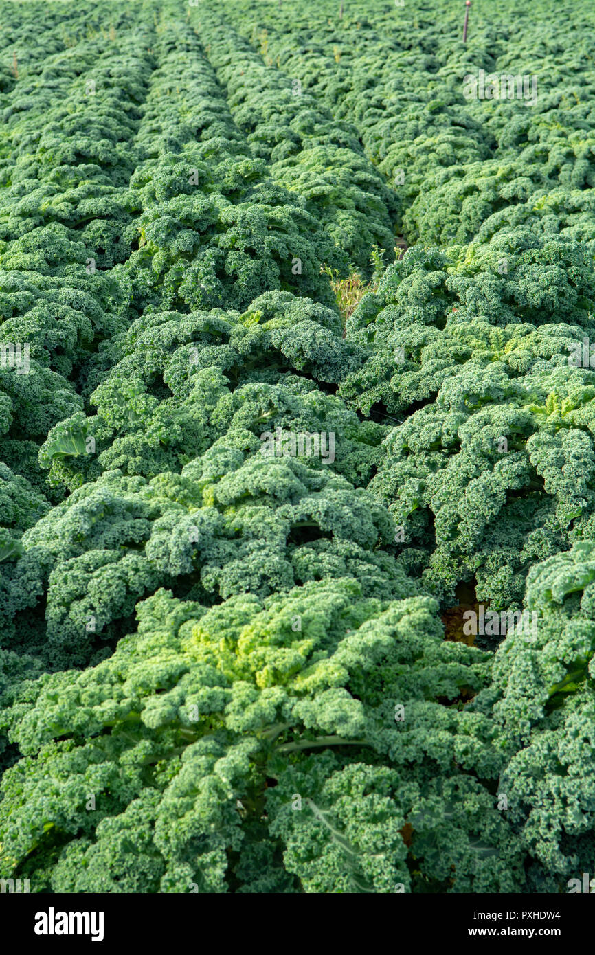 Curly cale plant hi-res stock photography and images - Alamy