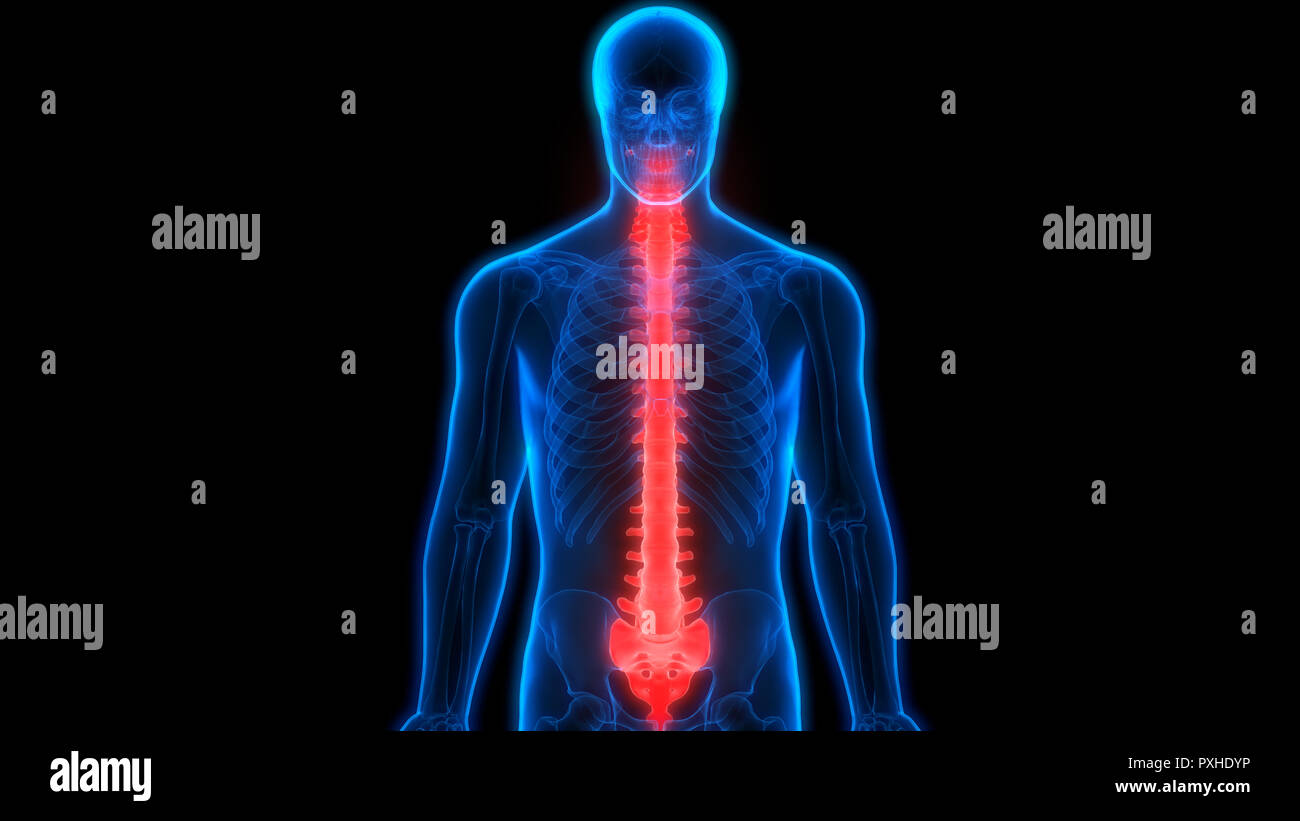 Human Skeleton System Vertebral Column Anatomy Stock Photo - Alamy