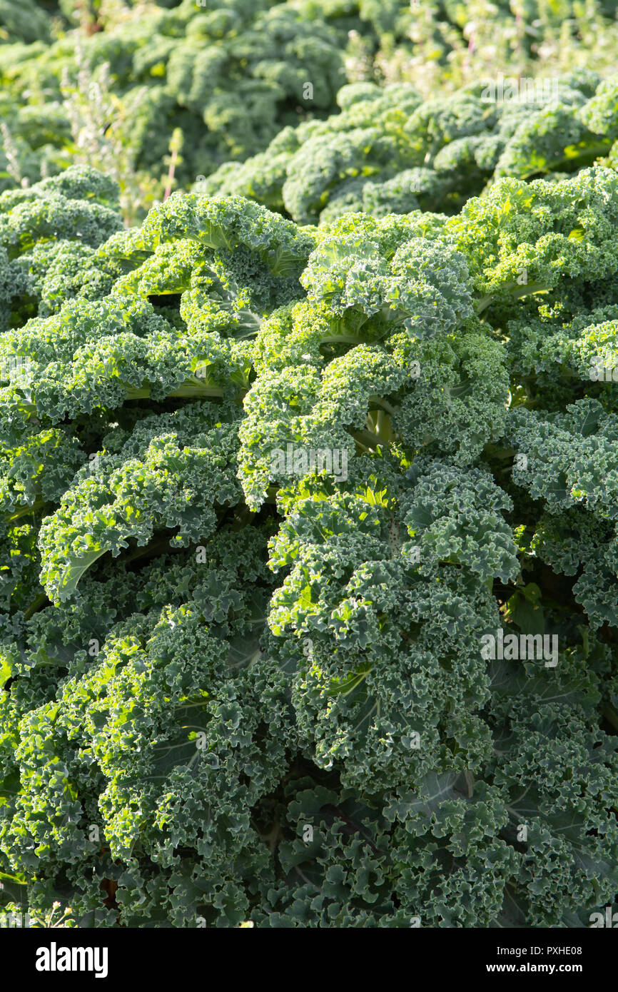Green ripe kale or curly leaf cabbage growing on farm field, ready to ...