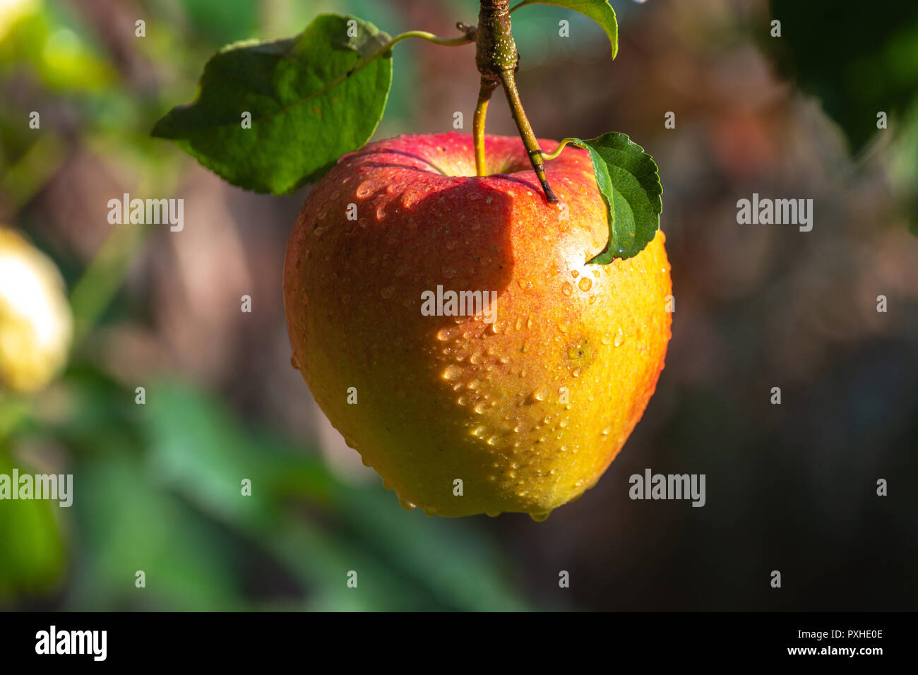 Harvesting apples in garden, autumn harvest season in fruit orchards ...