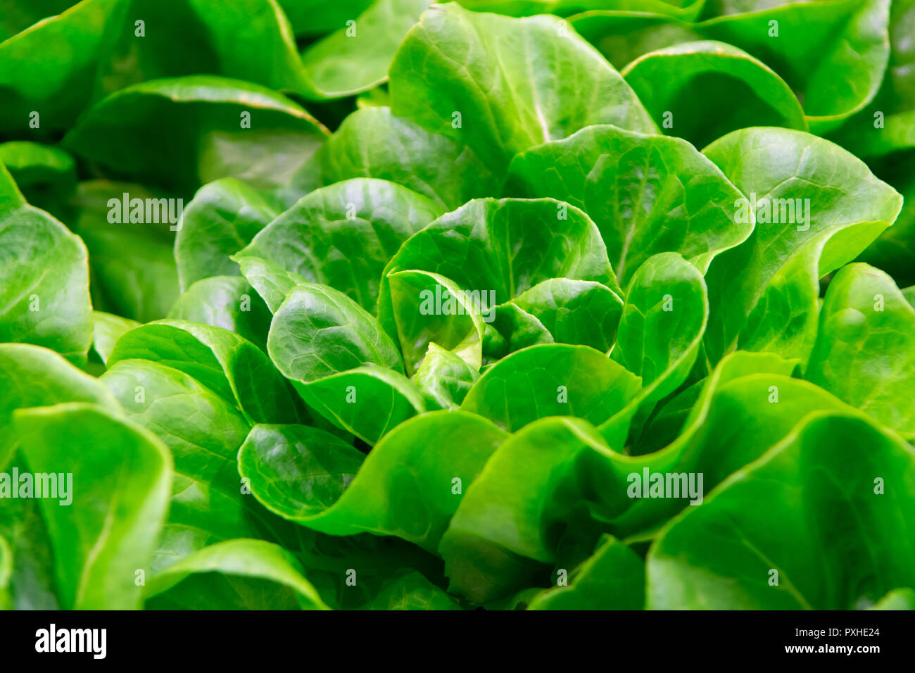 Bio Green fresh butterhead lettuce ready to harvest Stock Photo - Alamy