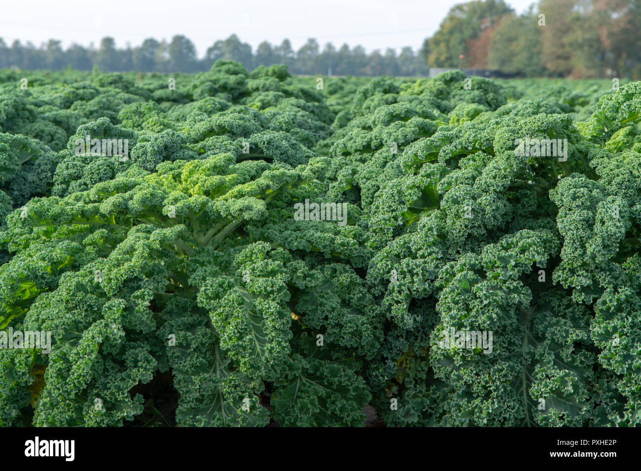 Green ripe kale or curly leaf cabbage growing on farm field, ready to ...