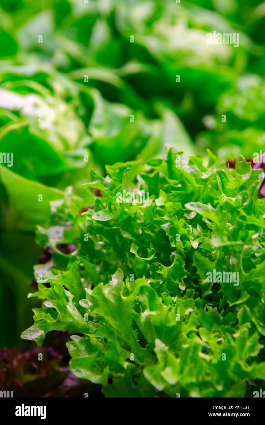 Bio Green fresh butterhead lettuce ready to harvest Stock Photo - Alamy
