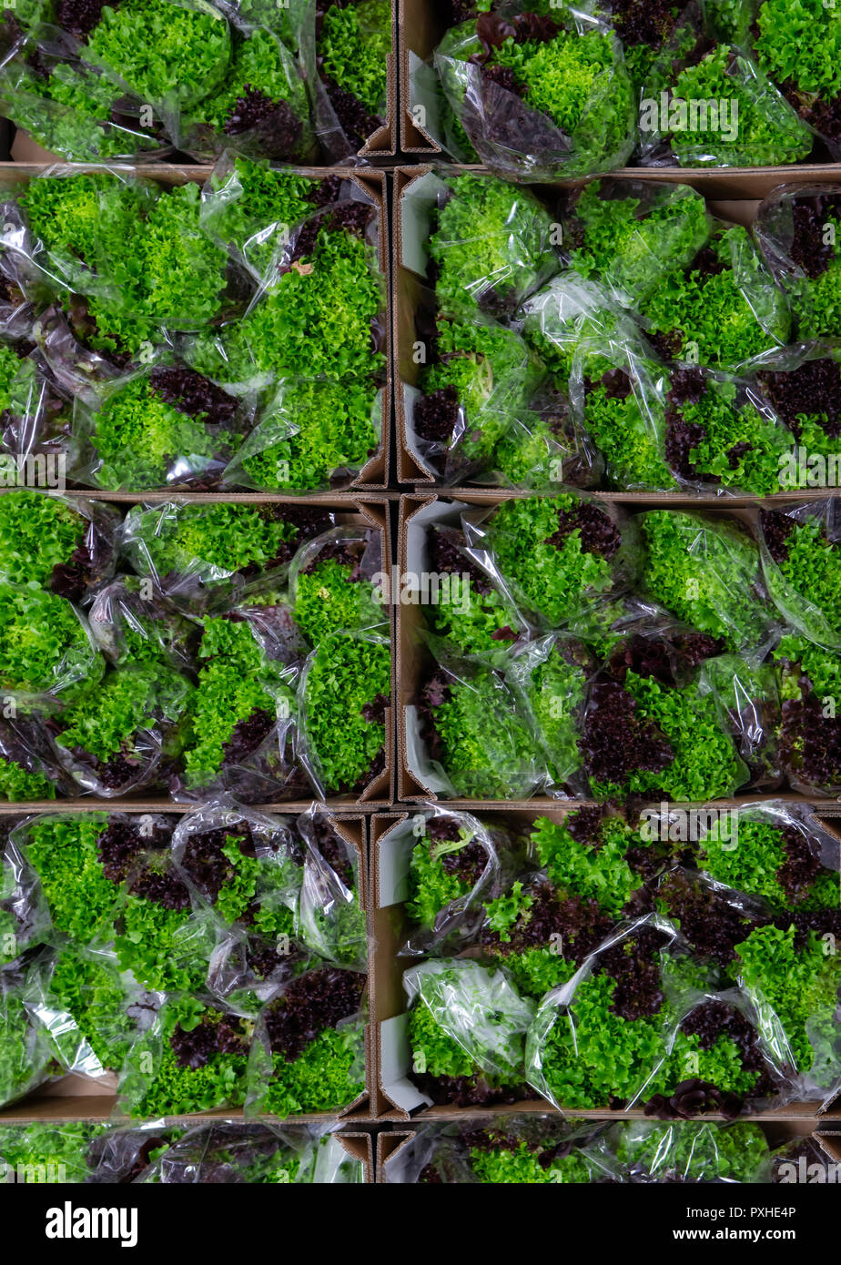 Cold storage of fresh packed vegetables in boxes in big warehouse close ...