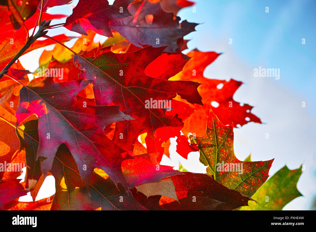 Fall of leaves in autumn, colorful american oak tree leaves close up ...