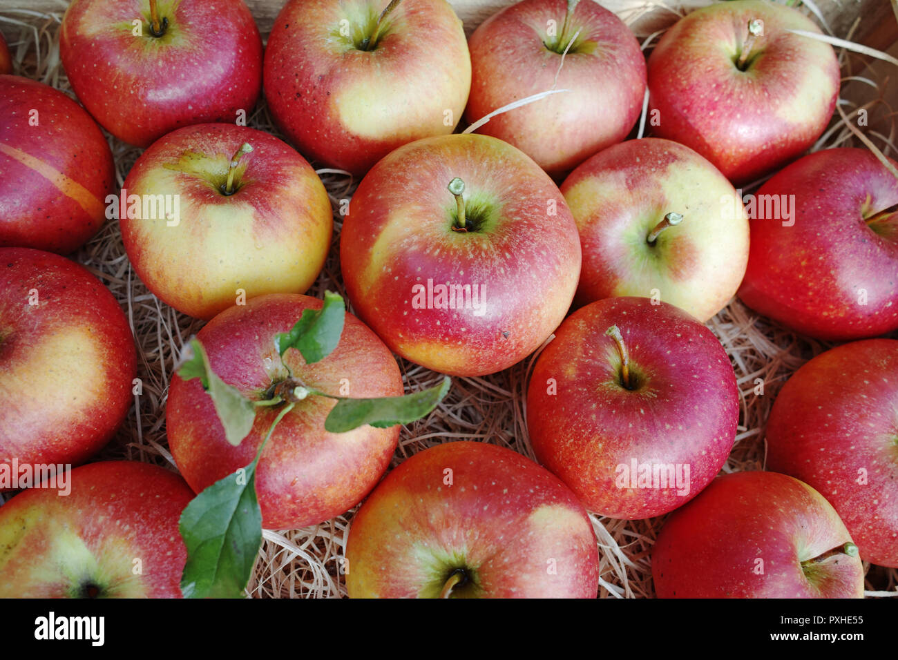 Harvesting apples in garden, autumn harvest season in fruit orchards ...