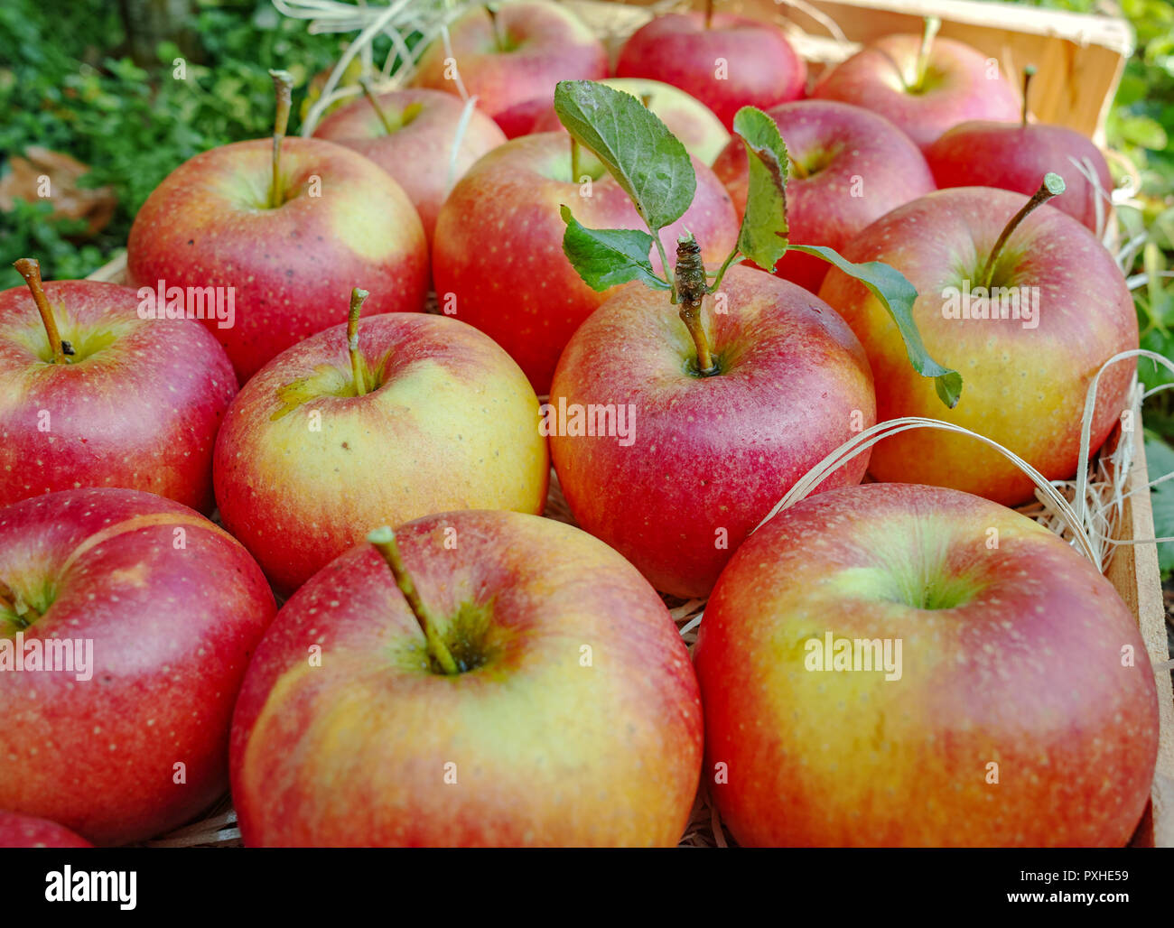 Harvesting apples in garden, autumn harvest season in fruit orchards ...