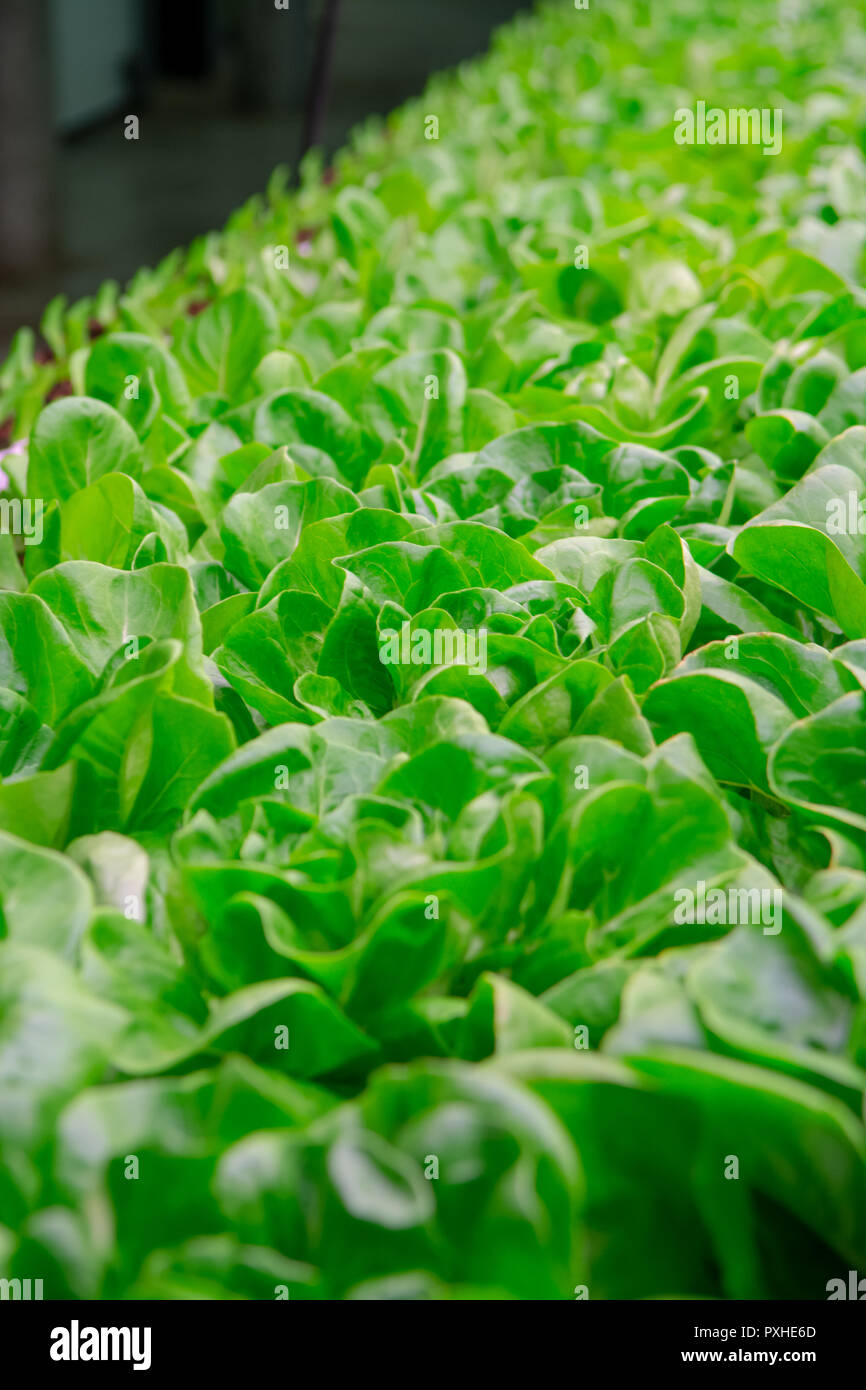 Bio Green fresh butterhead lettuce ready to harvest Stock Photo - Alamy