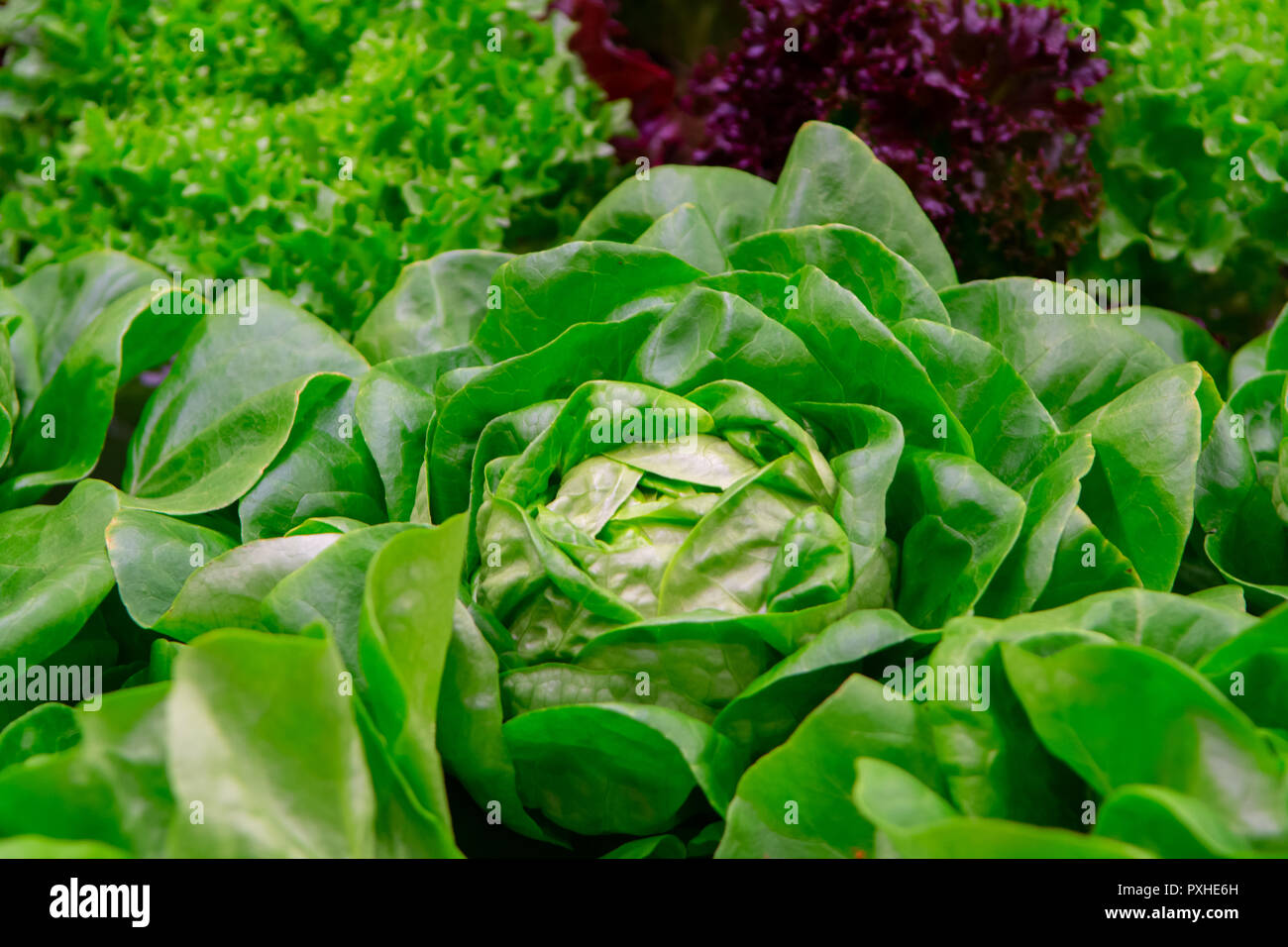 Bio Green fresh butterhead lettuce ready to harvest Stock Photo - Alamy