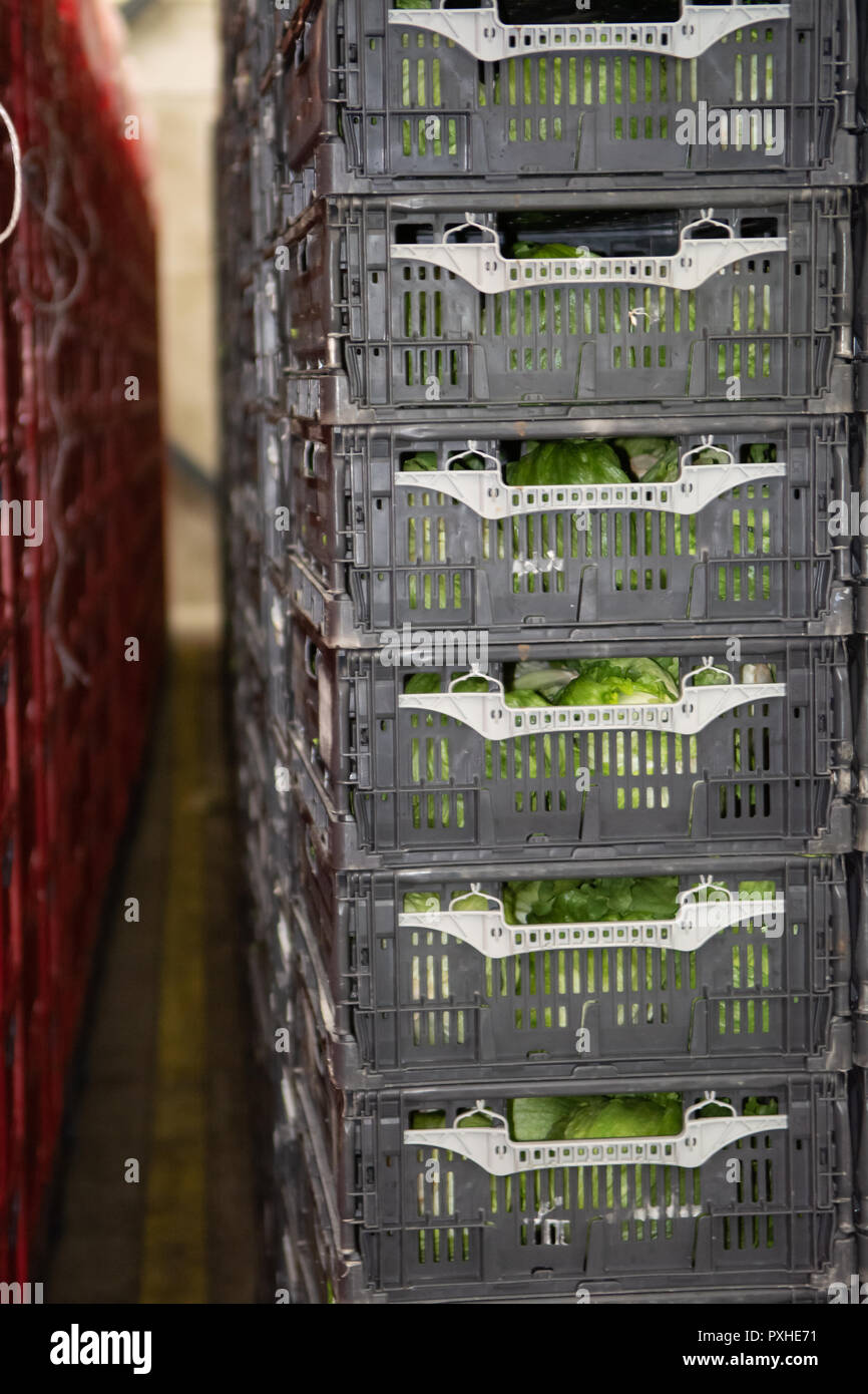 Cold storage of fresh packed vegetables in plastic boxes in big ...