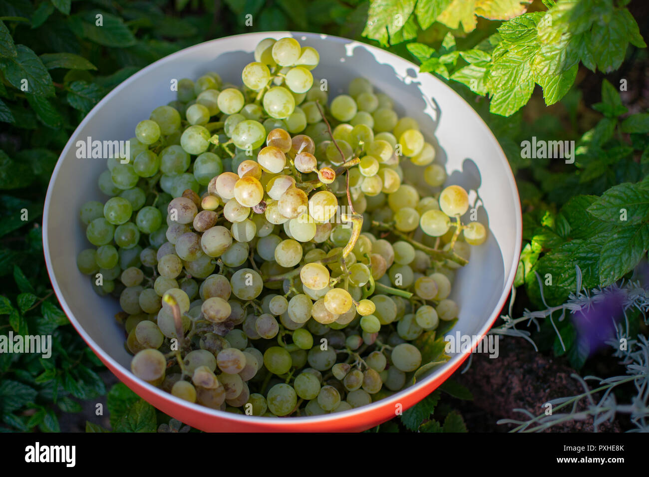 New harvest of white wine grape riesling close up Stock Photo - Alamy