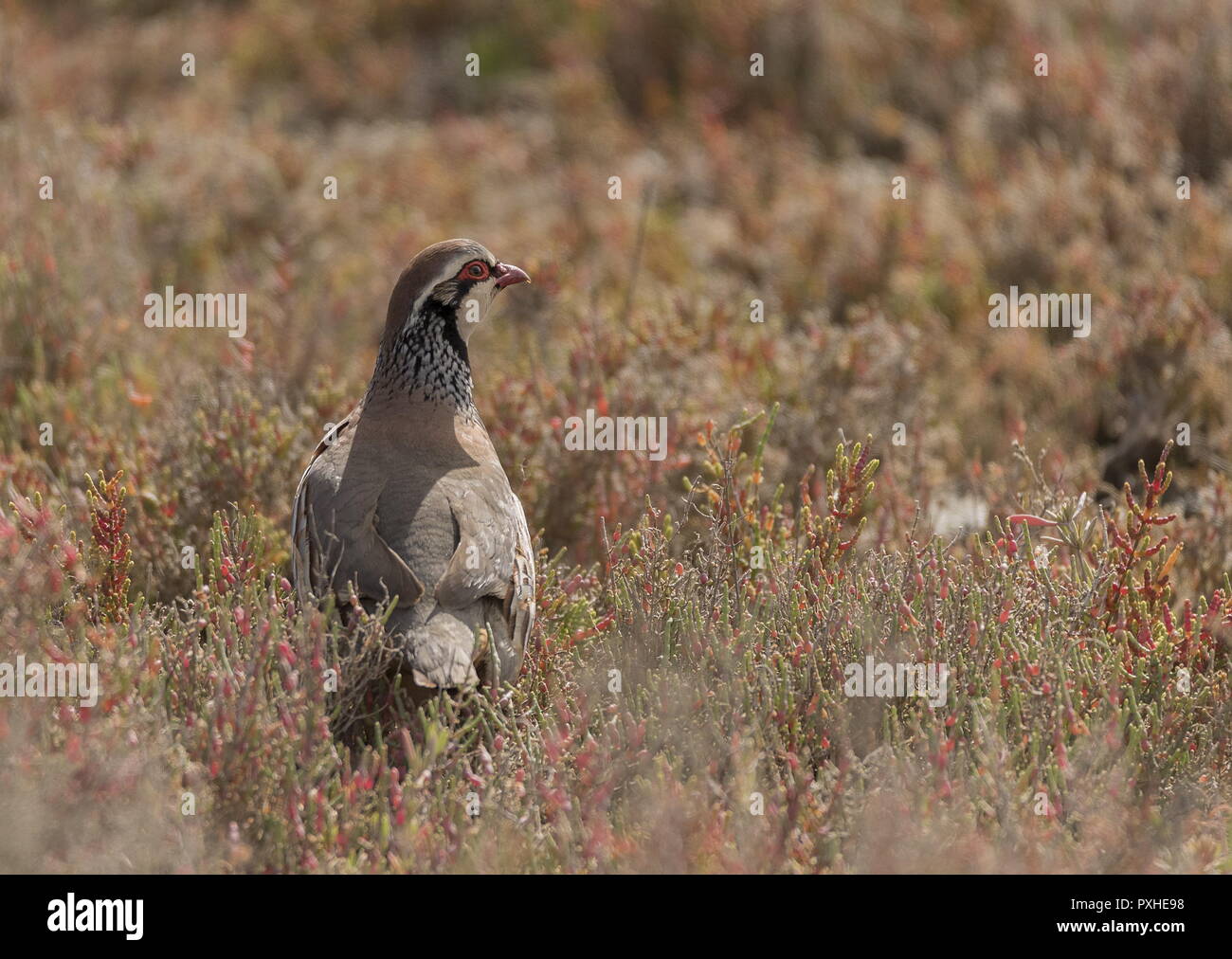 French partridge or Red-legged partridge, Alectoris rufa, in saltmarsh ...