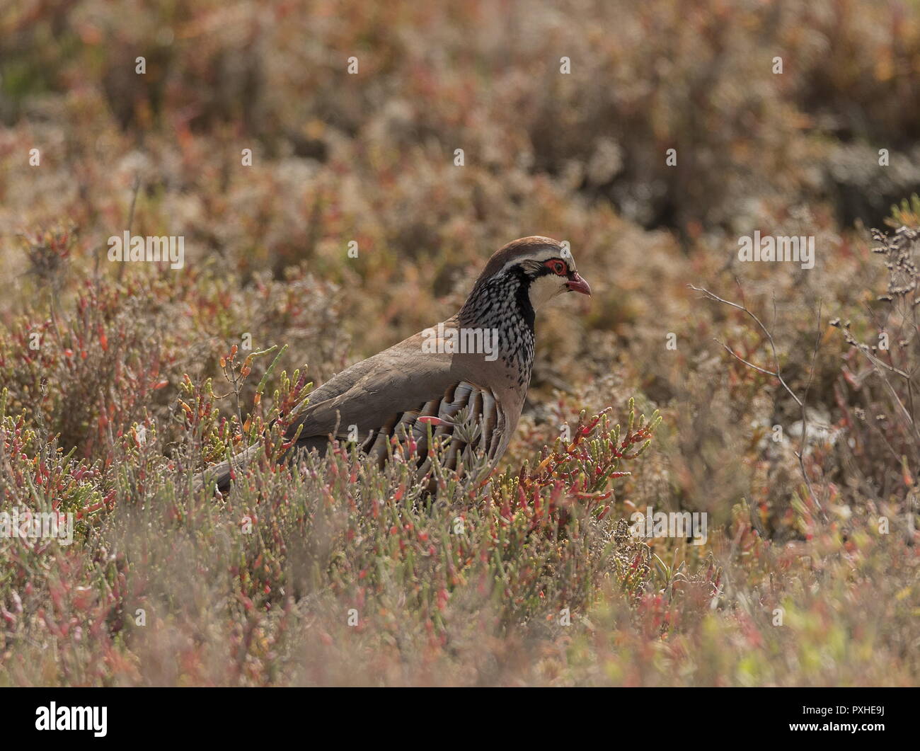 Partridge feathers hi-res stock photography and images - Alamy