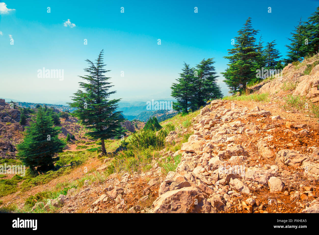 Cedar Trees Of Lebanon High Resolution Stock Photography and Images - Alamy