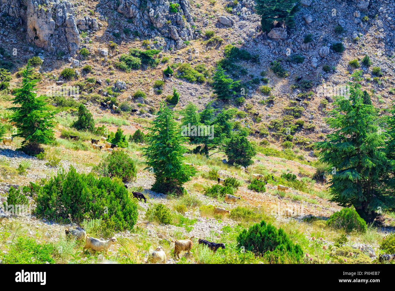 Lebanon animals hi-res stock photography and images - Alamy