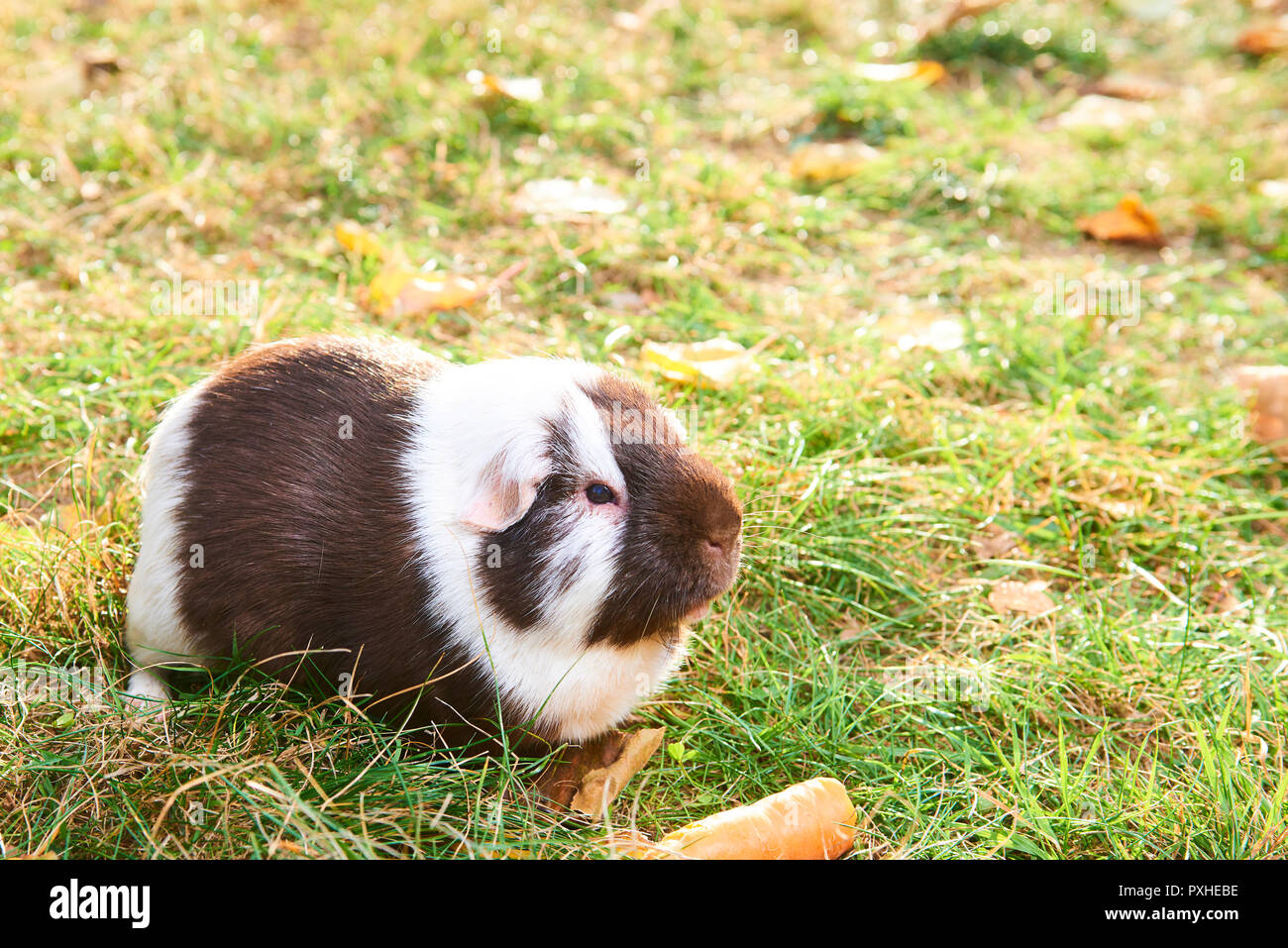 Small guinea pigs hi-res stock photography and images - Alamy