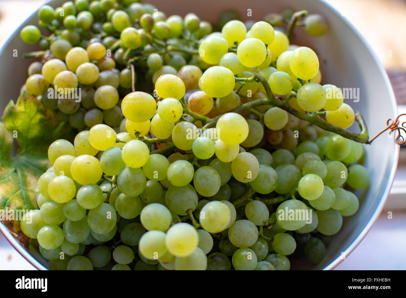 New harvest of white wine grape riesling close up Stock Photo - Alamy