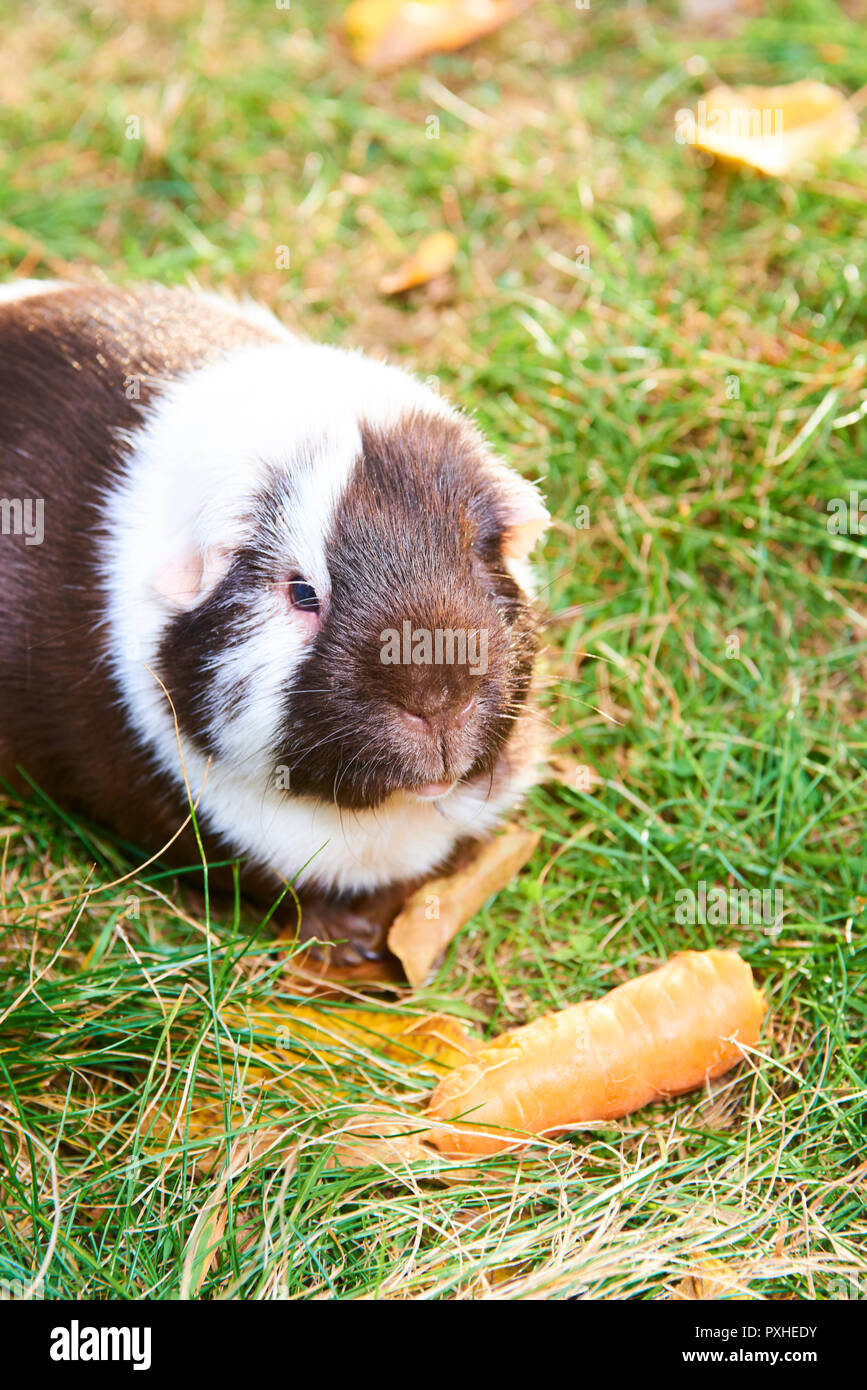 Autumn guinea pigs hi-res stock photography and images - Alamy