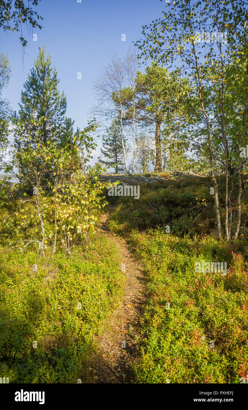Birch trees russia hi-res stock photography and images - Alamy