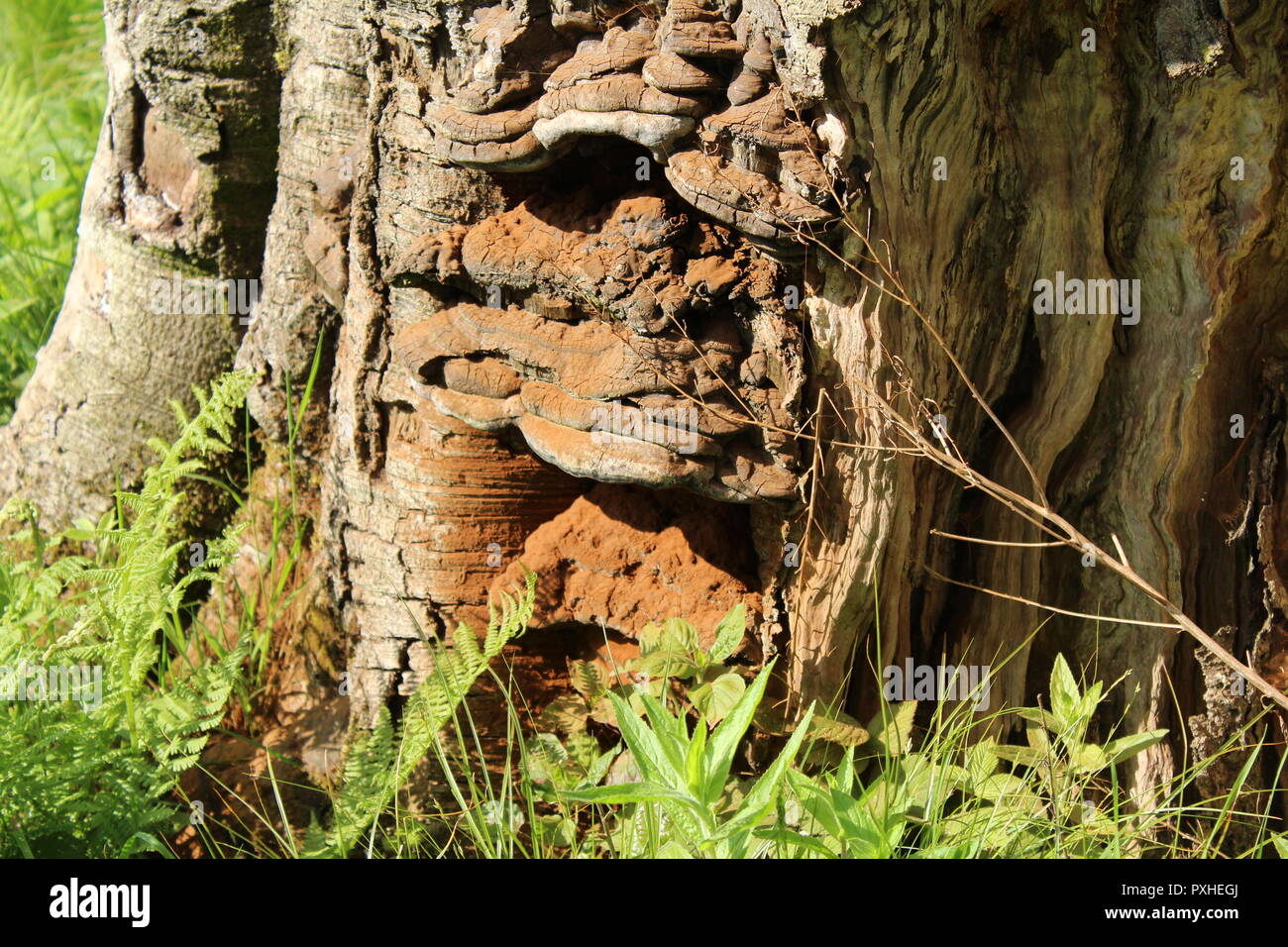 Tree in Gnoll Park, Neath, Wales Stock Photo - Alamy