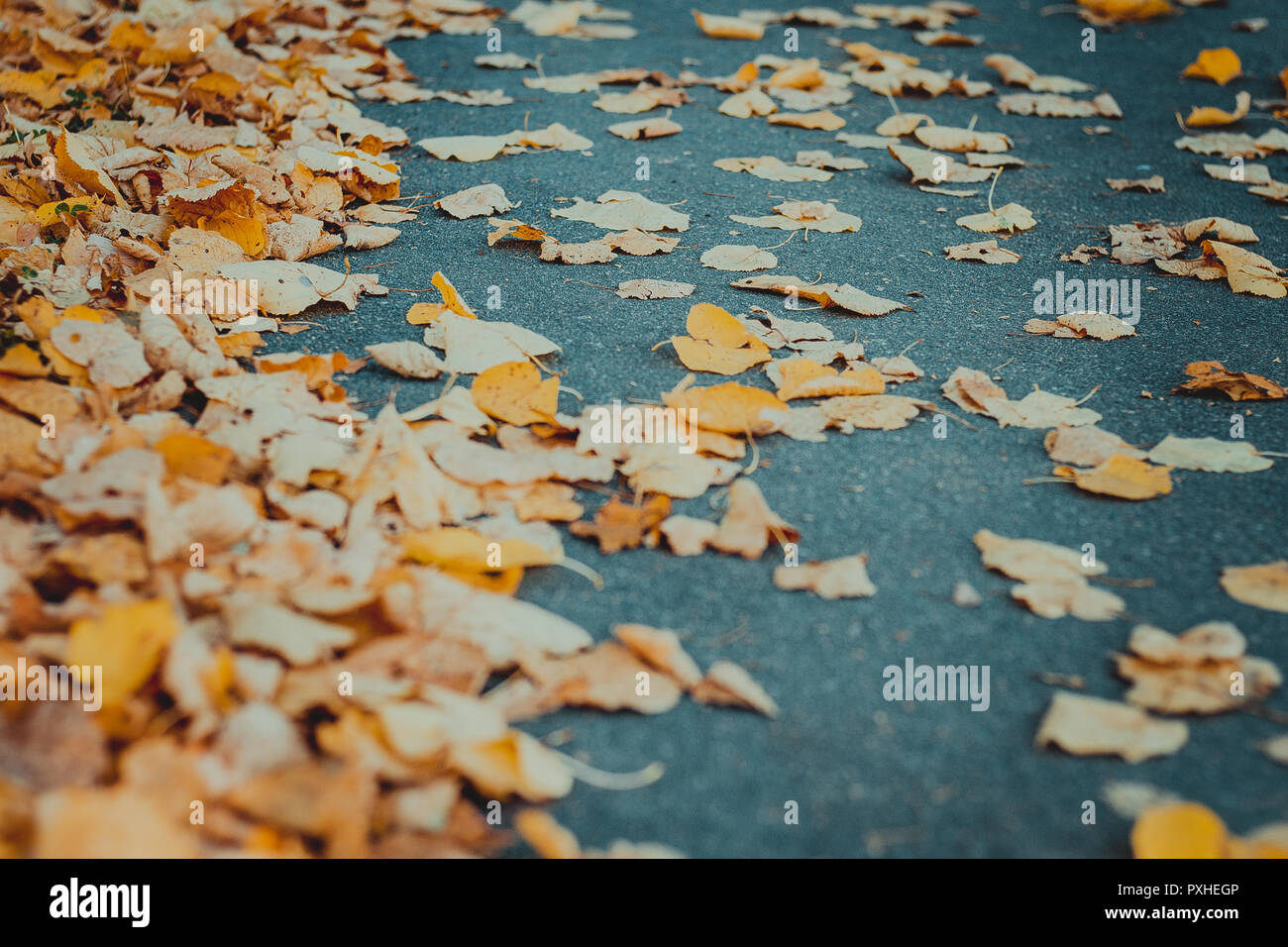 Orange autumn leaves on asphalt Stock Photo - Alamy