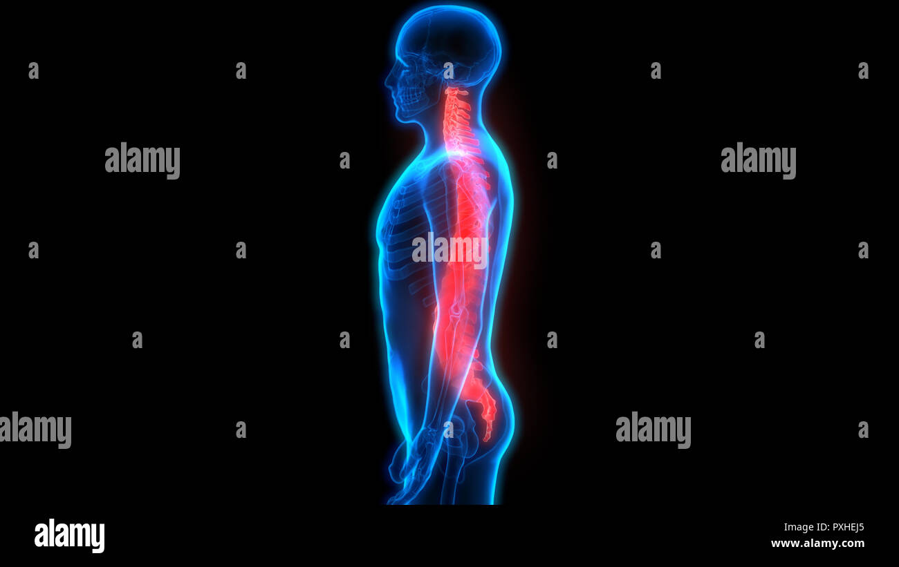 Human Skeleton System Vertebral Column Anatomy Stock Photo - Alamy